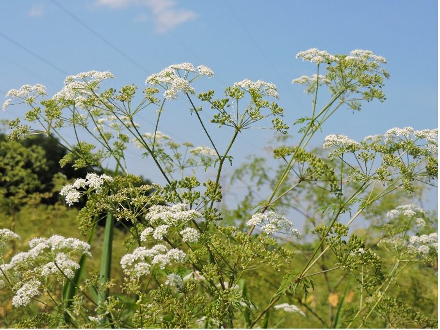 Hemlock Flower