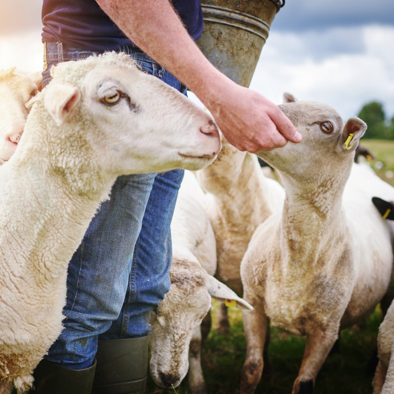 Dairy Goat and Sheep Operations in the Southeast Production Guide ...