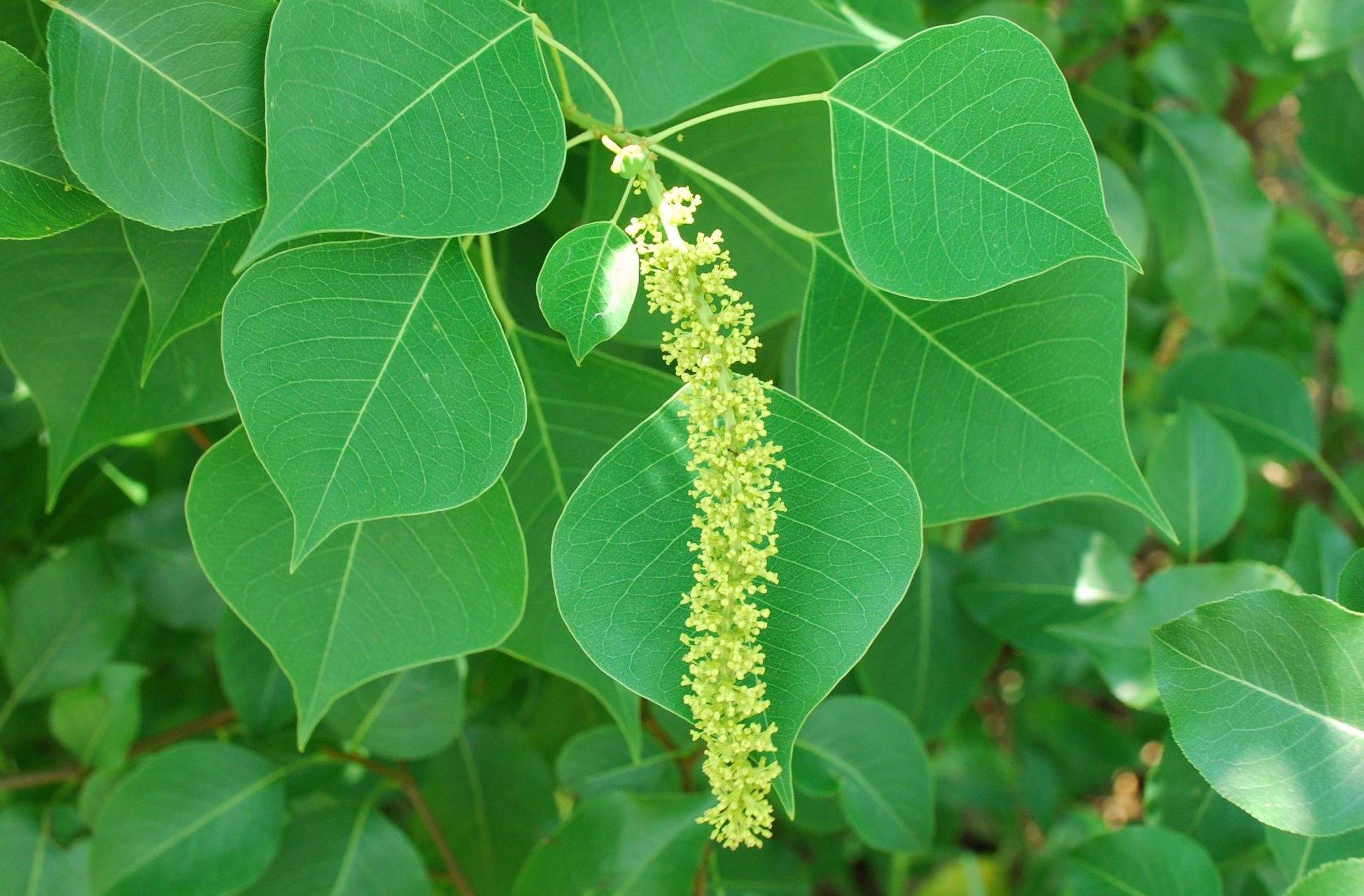 Management Options for Chinese Tallowtree - Alabama Cooperative ...