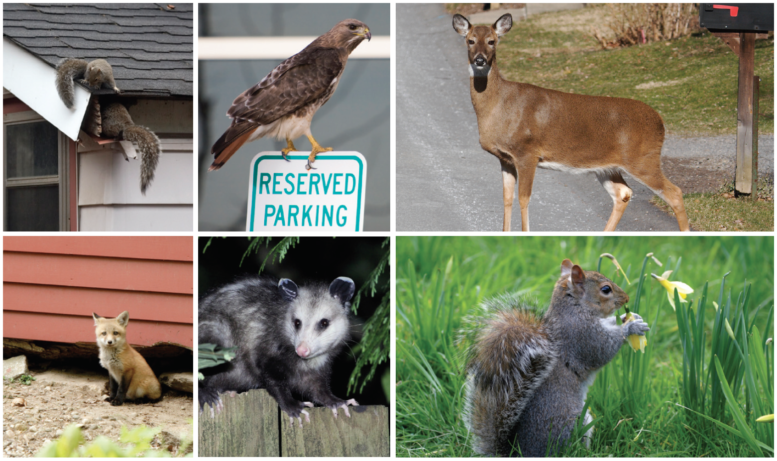 Wild Neighbors: Living with Urban & Suburban Wildlife - Alabama ...