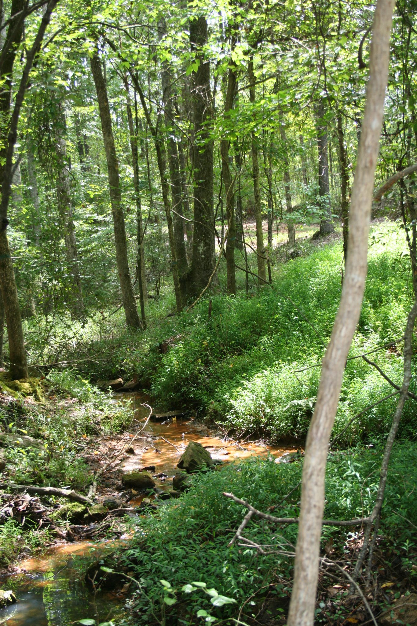 Common Forestry Terms for the Forest Landowner - Alabama Cooperative ...