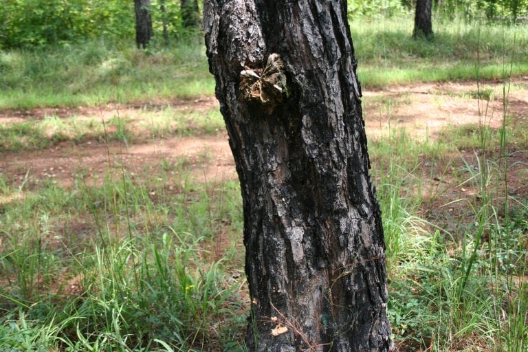 Common Forestry Terms for the Forest Landowner - Alabama Cooperative ...