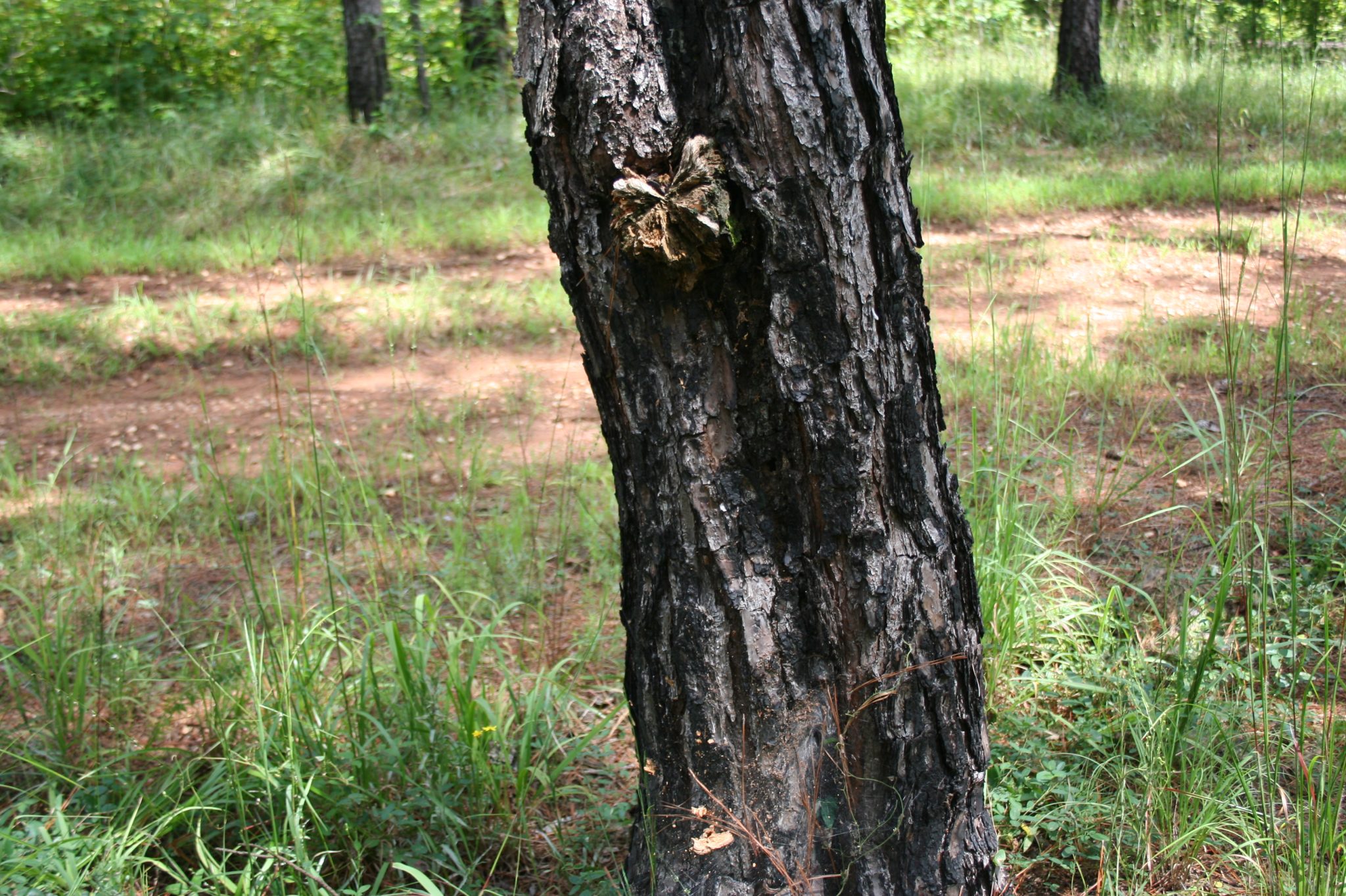 Common Forestry Terms for the Forest Landowner - Alabama Cooperative ...