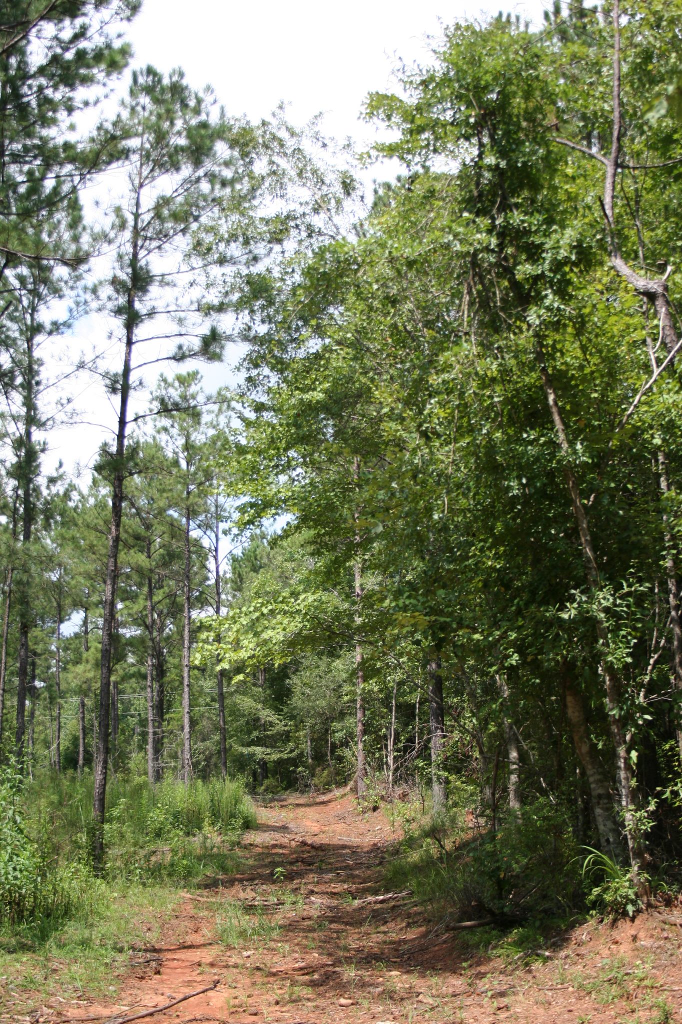 Common Forestry Terms for the Forest Landowner - Alabama Cooperative ...