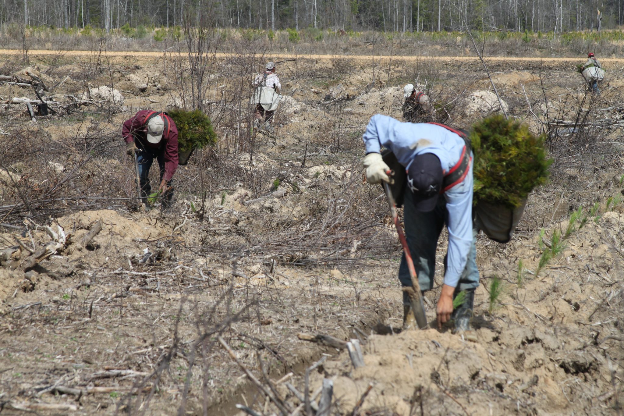 Tree Planting Contracts for Landowners: FAQs - Alabama Cooperative ...