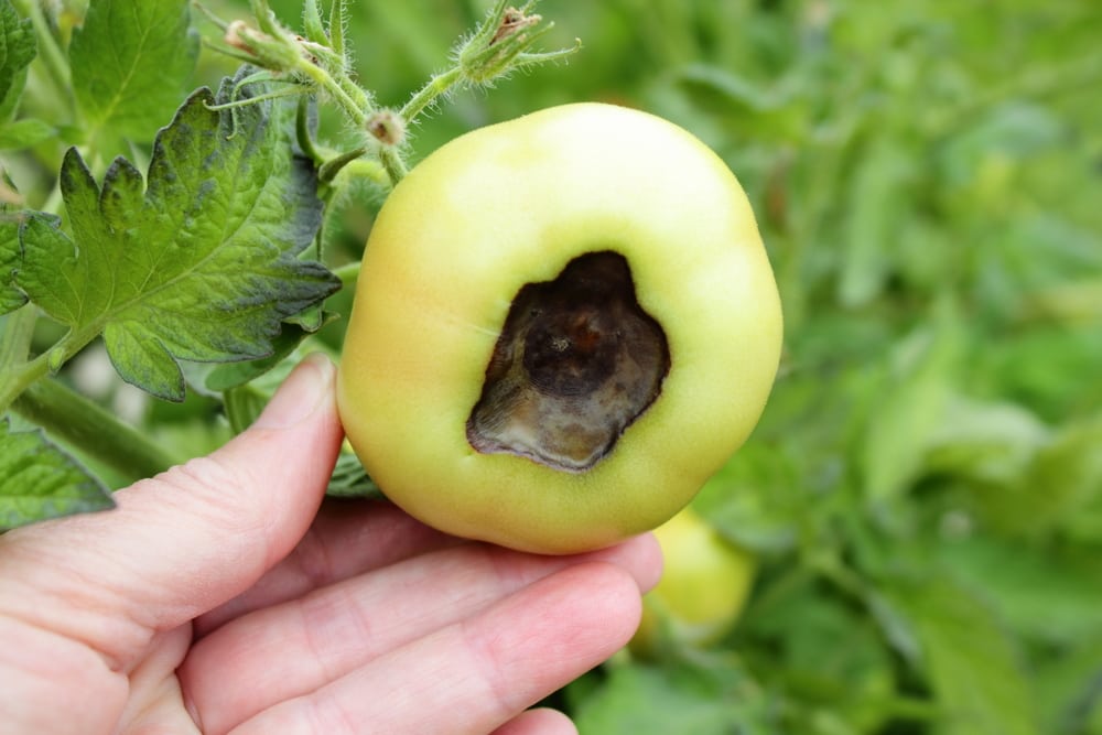 Blossom End Rot In Tomatoes Causes And Prevention Alabama