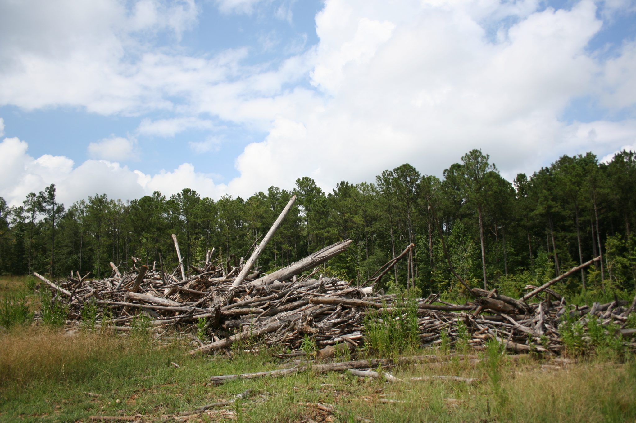 Common Forestry Terms for the Forest Landowner - Alabama Cooperative ...
