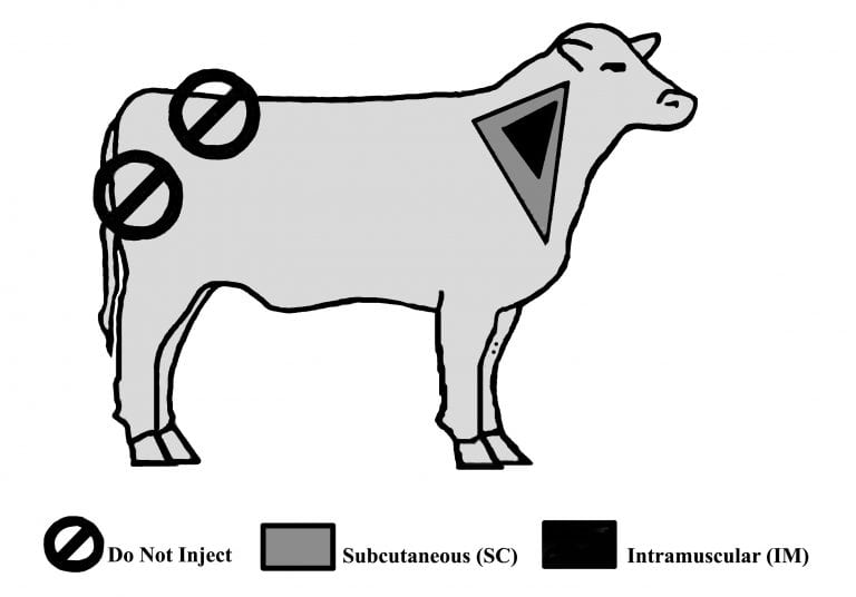 Vaccinations for the Beef Cattle Herd - Alabama Cooperative Extension ...