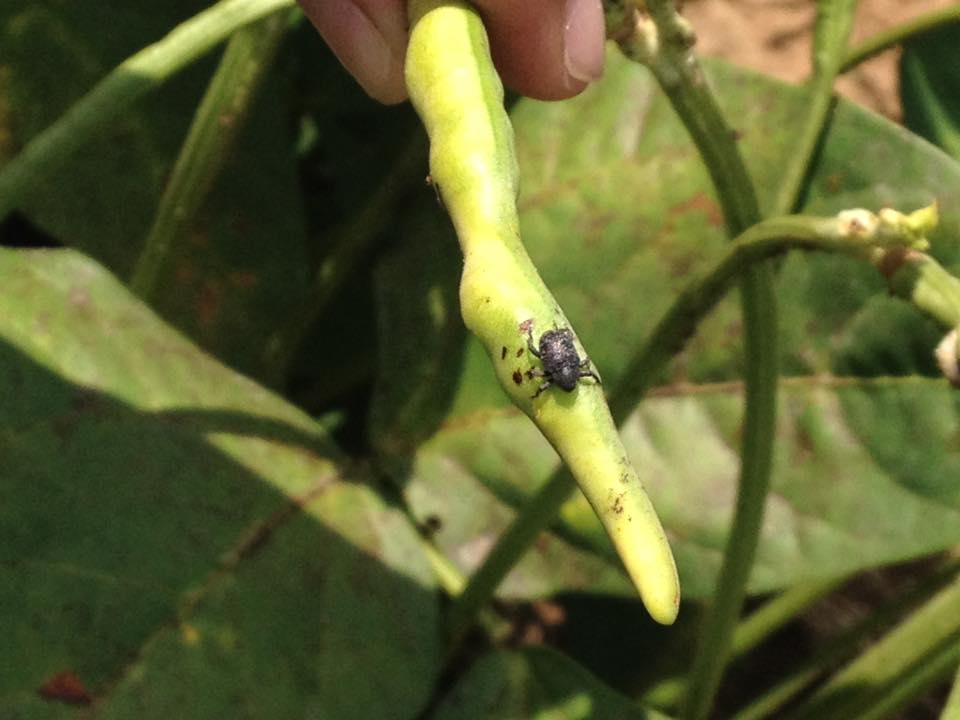Cowpea Curculio in Alabama - Alabama Cooperative Extension System