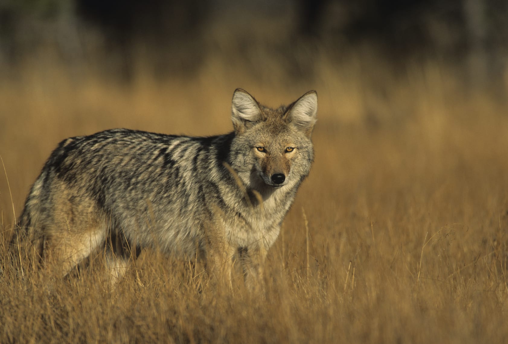 Controlling Predators to Increase Quail Populations - Alabama ...