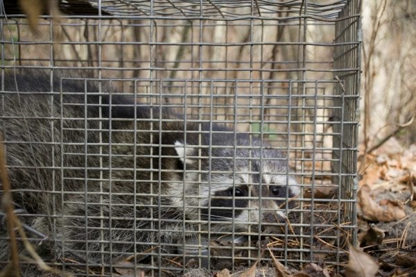Controlling Predators to Increase Quail Populations - Alabama ...