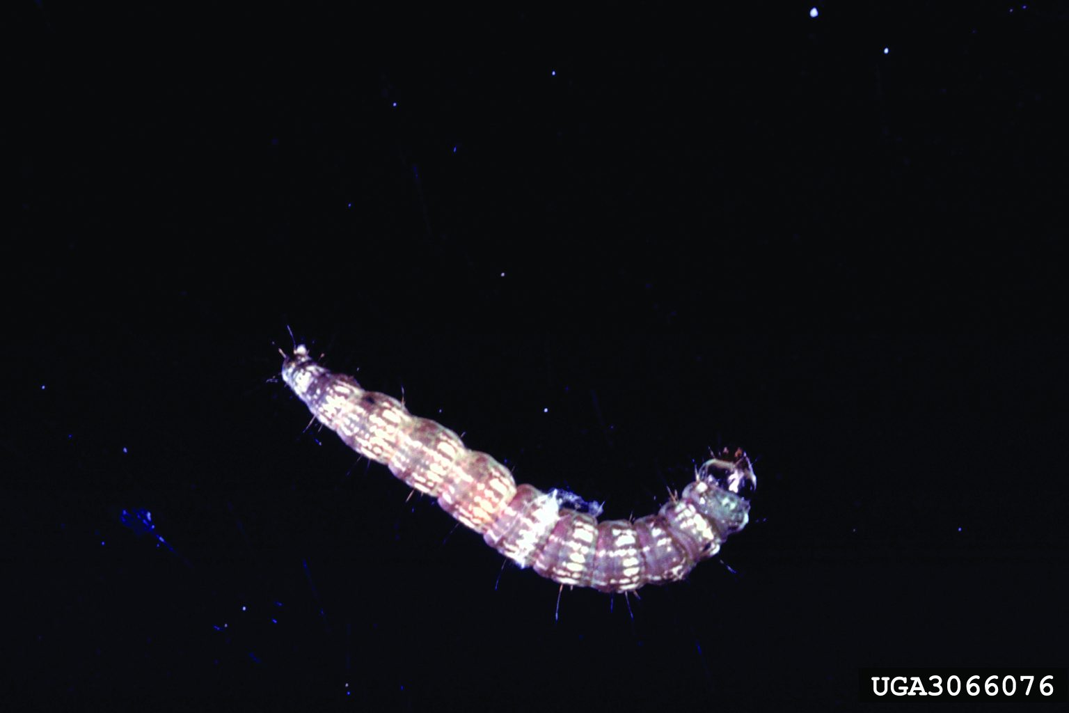 Scouting Techniques For Soil Insect Pests of Peanuts - Alabama ...