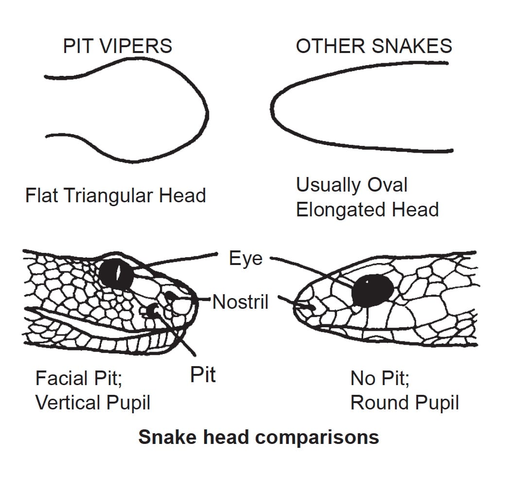 Identification and Control of Snakes in Alabama - Alabama Cooperative ...
