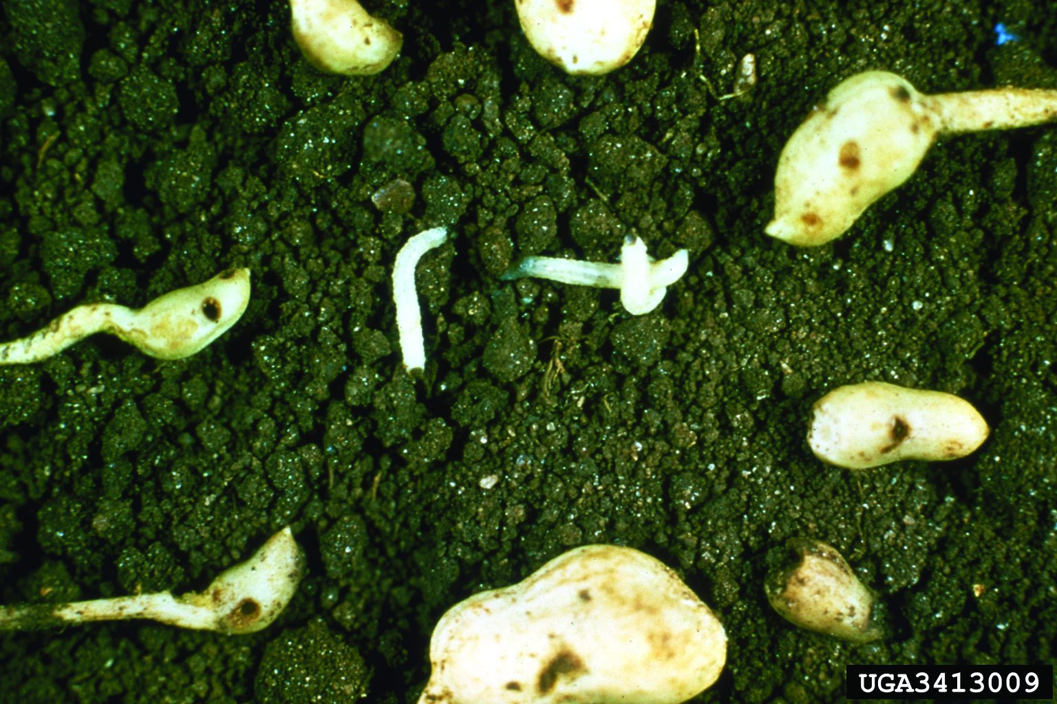Scouting Techniques For Soil Insect Pests of Peanuts - Alabama ...
