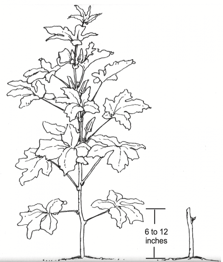 Rejuvenating Okra: Producing Two Crops from One Planting - Alabama ...