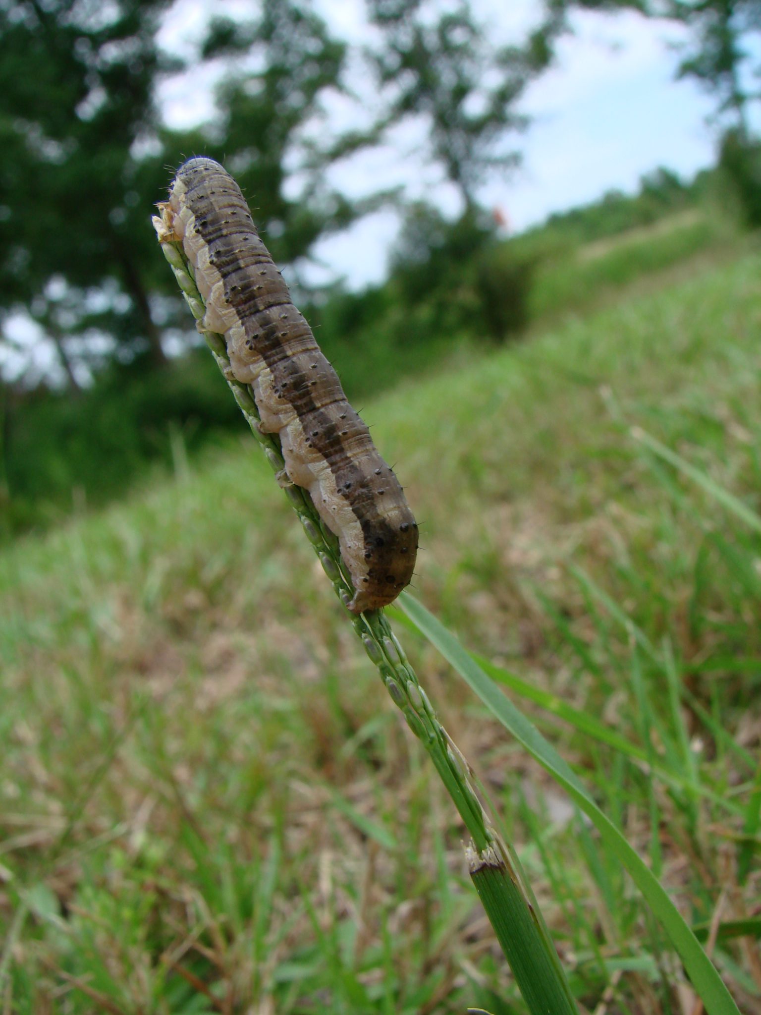 Controlling Fall Armyworms on Lawns and Turf - Alabama Cooperative ...
