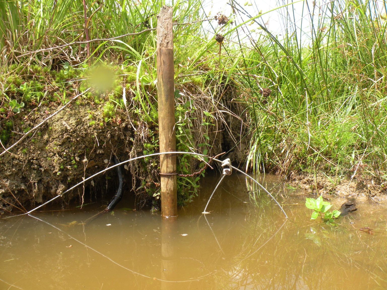 Beaver Damage Control and Trapping in Alabama - Alabama Cooperative ...