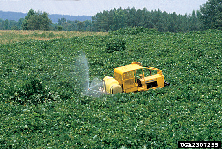 Kudzu Control in Forests, Rights-of-Way & Natural Areas - Alabama ...