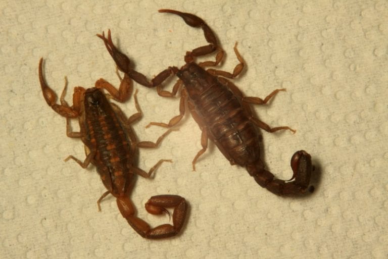 Scorpion Management in Residential Homes - Alabama Cooperative ...