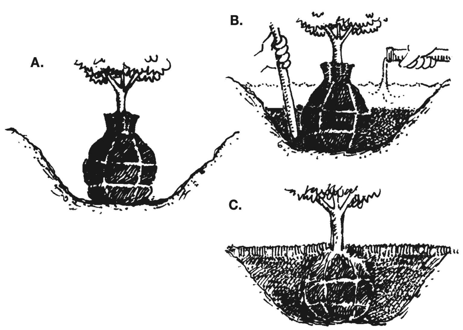 Hydrangeas - Alabama Cooperative Extension System
