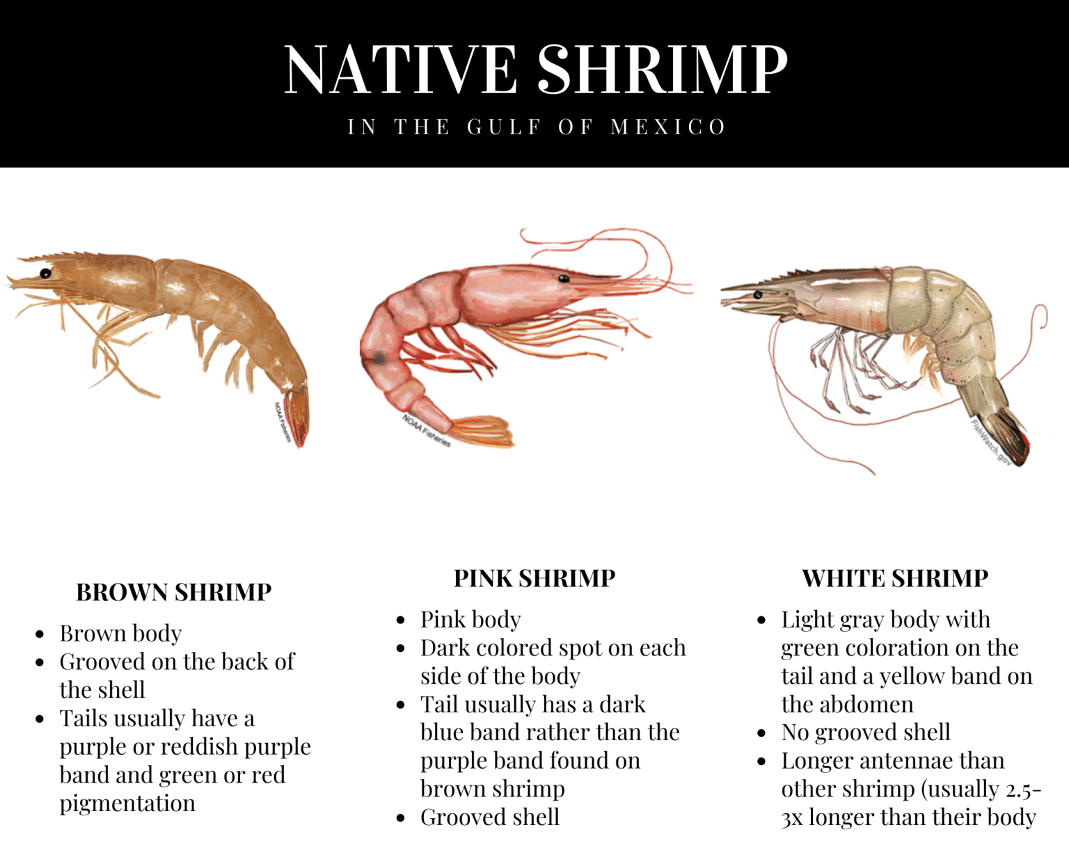 Shrimp in Alabama - Alabama Cooperative Extension System
