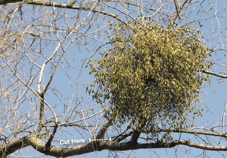 Controlling Mistletoe in Trees - Alabama Cooperative Extension System