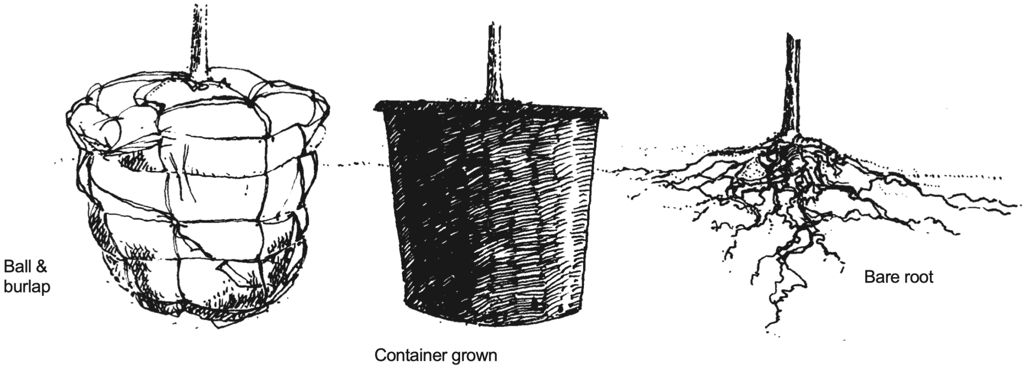 Planting & Establishing Woody Landscape Plants - Alabama Cooperative ...