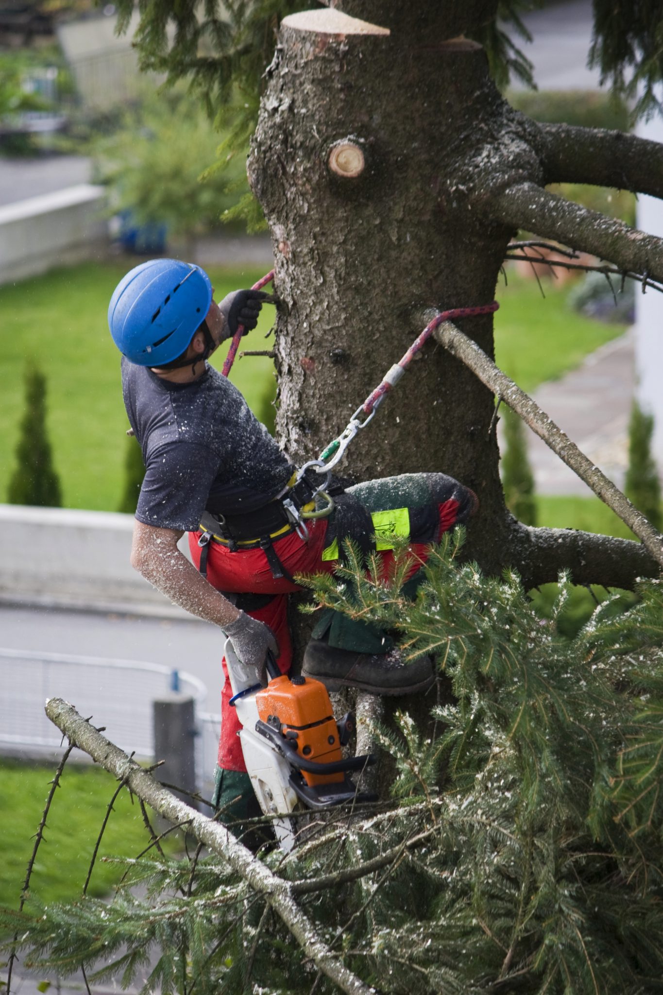 Caring for Trees: Hiring an Arborist - Alabama Cooperative Extension System