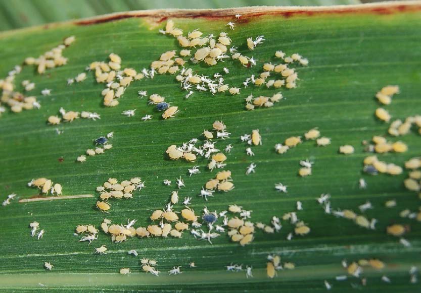 Sugarcane Aphid: A New Sorghum Pest of North America - Alabama ...