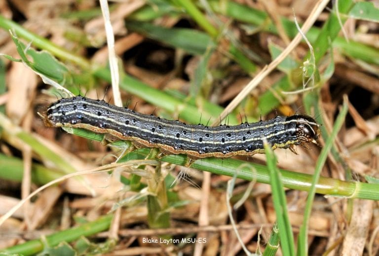 Management Of Fall Armyworm In Pastures And Hayfields Alabama