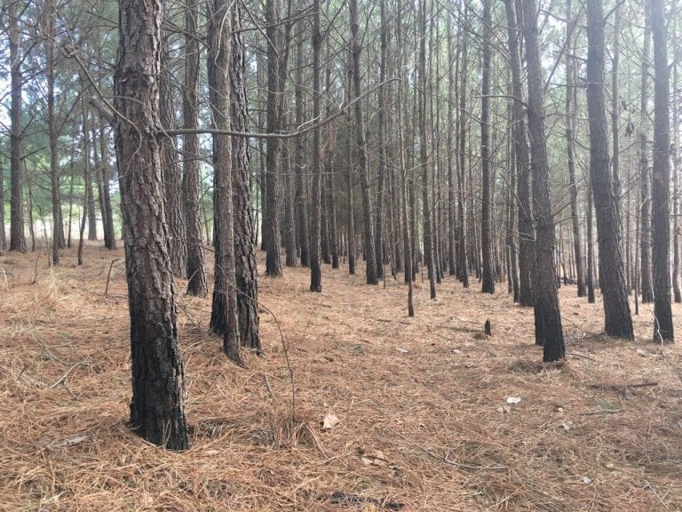 Thinning Loblolly Pine Stands To Benefit Wildlife & Timber Production ...