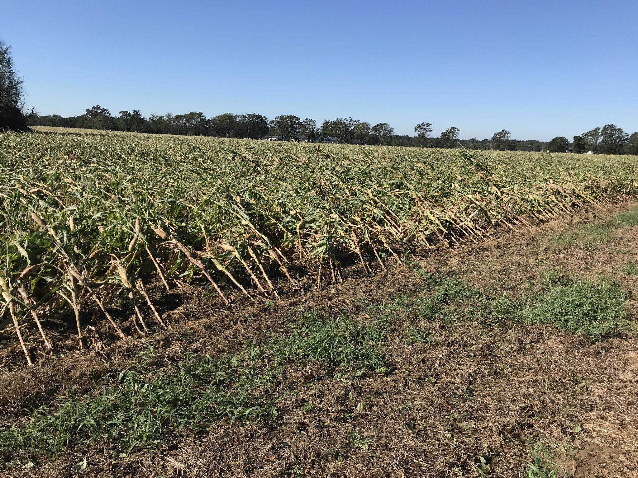 Alabama Agriculture Crops