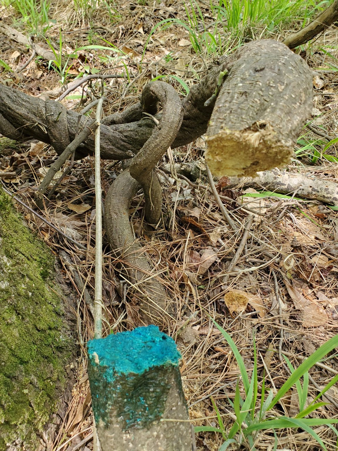 Kudzu Control in Residential Areas - Alabama Cooperative Extension System