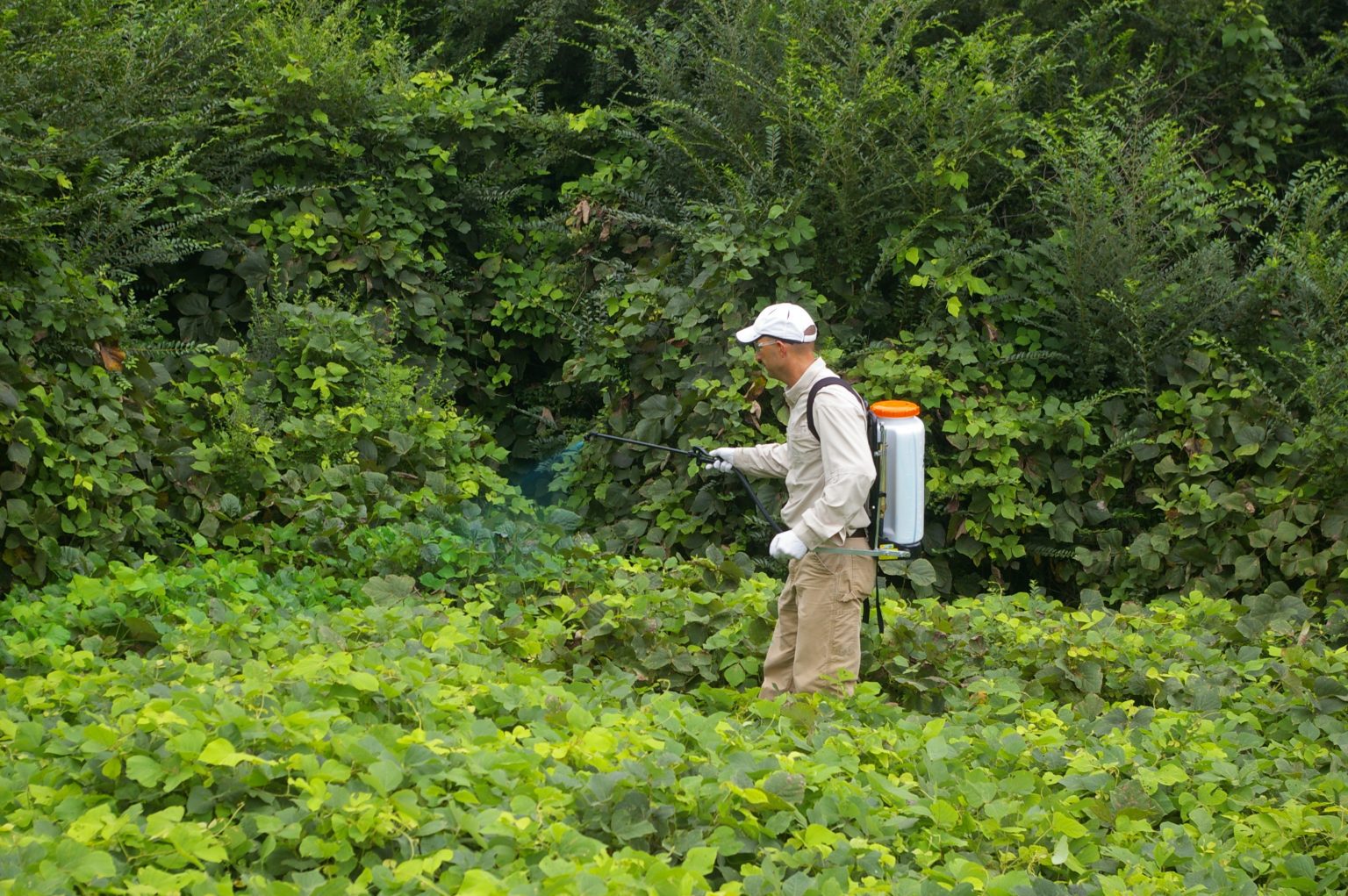 Kudzu Control in Residential Areas - Alabama Cooperative Extension System