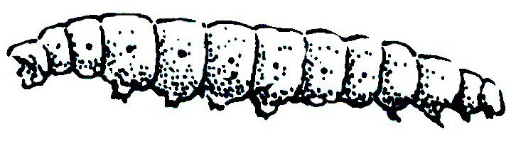 Garden Bugs: Insect Pest Management in Home Vegetable Gardens - Alabama ...