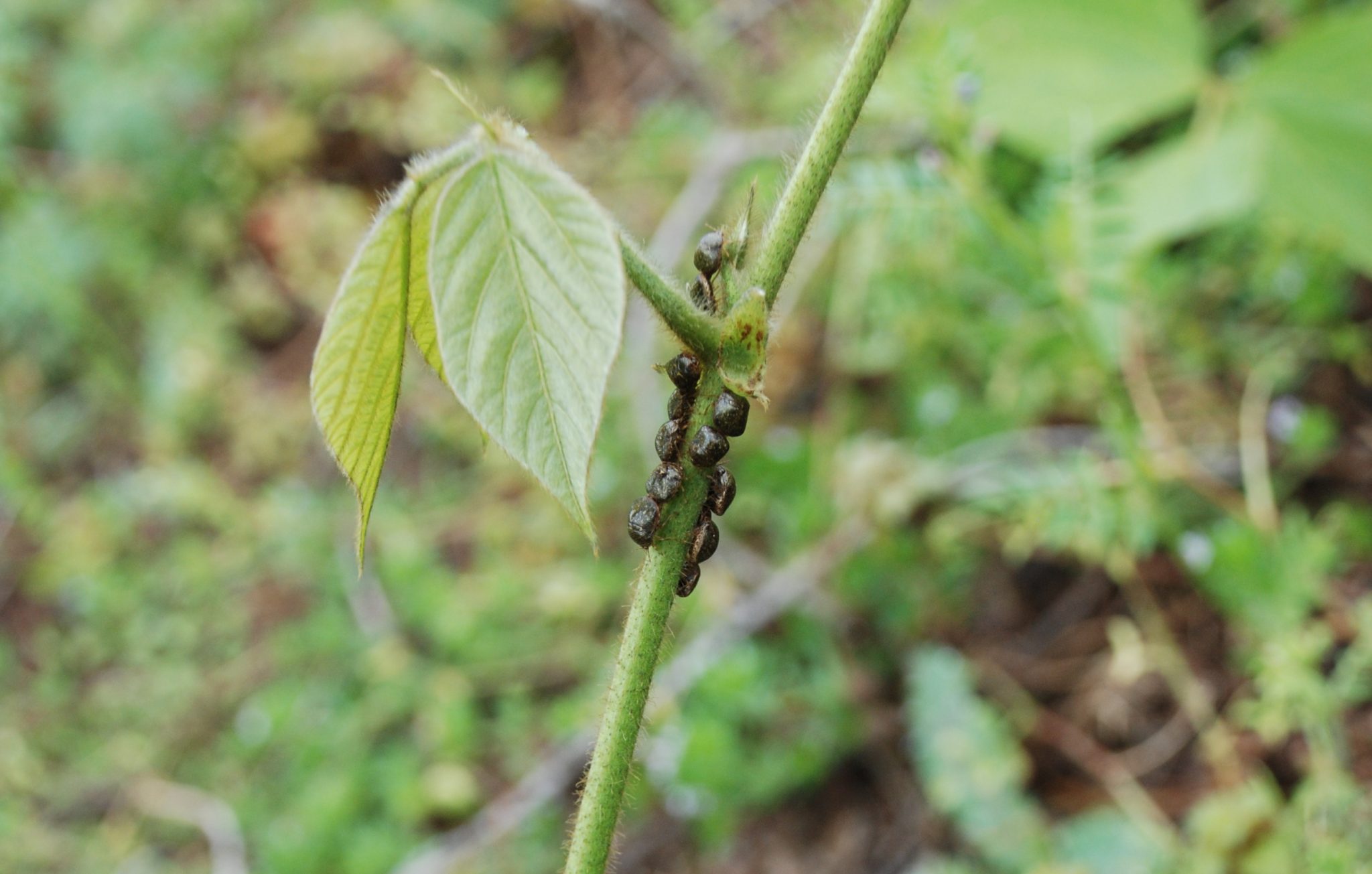 Kudzu Control in Residential Areas - Alabama Cooperative Extension System