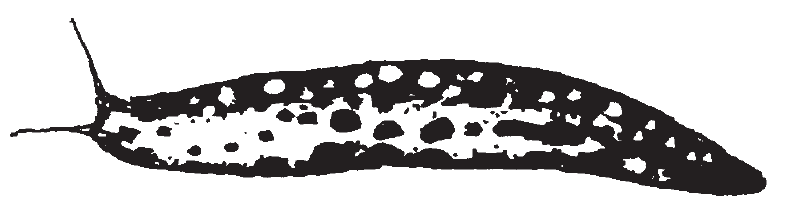 Garden Bugs: Insect Pest Management in Home Vegetable Gardens - Alabama ...