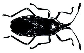 Garden Bugs: Insect Pest Management in Home Vegetable Gardens - Alabama ...