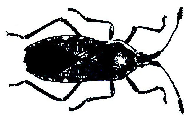 Garden Bugs: Insect Pest Management in Home Vegetable Gardens - Alabama Cooperative Extension System