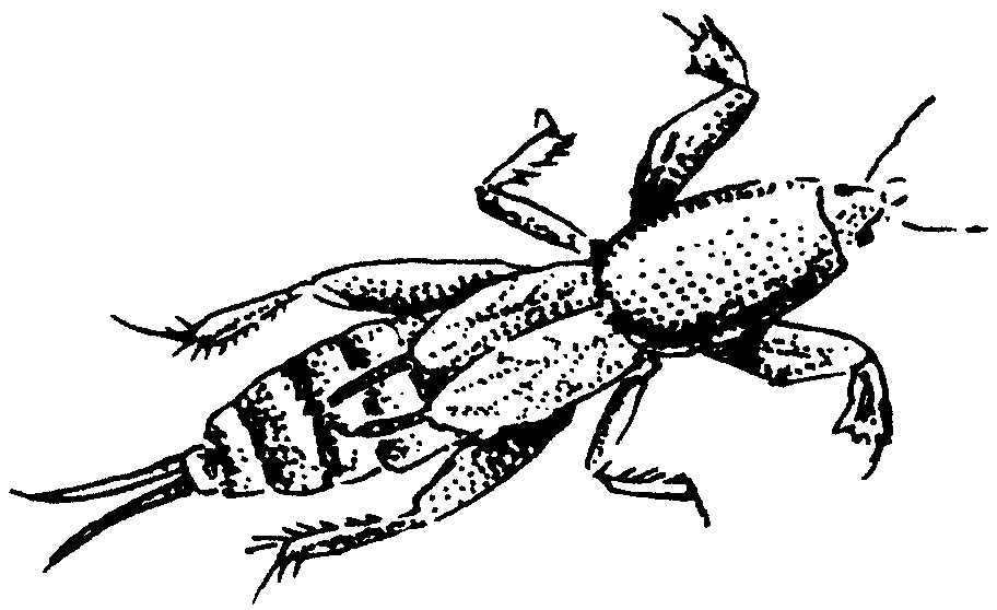 Garden Bugs: Insect Pest Management in Home Vegetable Gardens - Alabama Cooperative Extension System