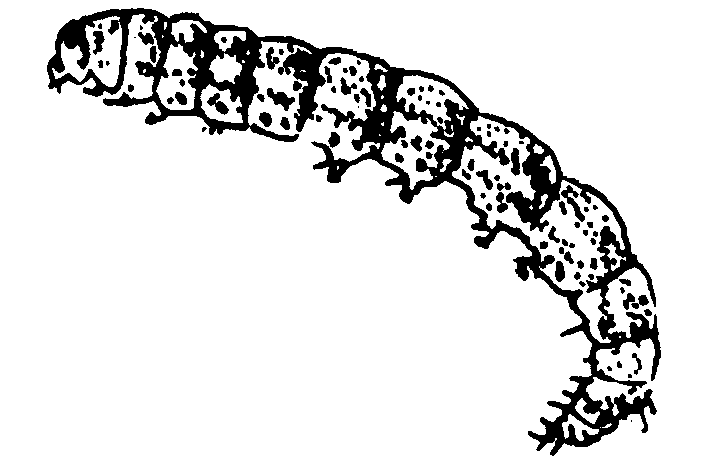 Garden Bugs: Insect Pest Management in Home Vegetable Gardens - Alabama ...