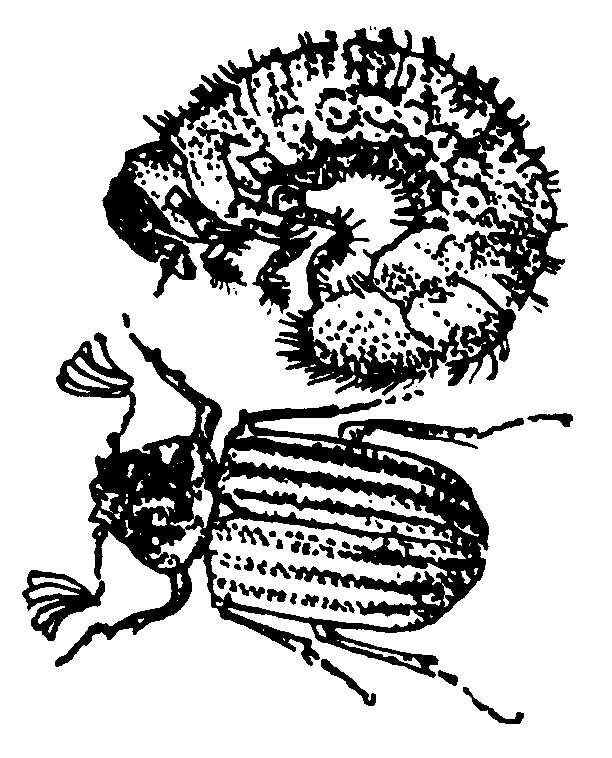 Garden Bugs: Insect Pest Management in Home Vegetable Gardens - Alabama ...