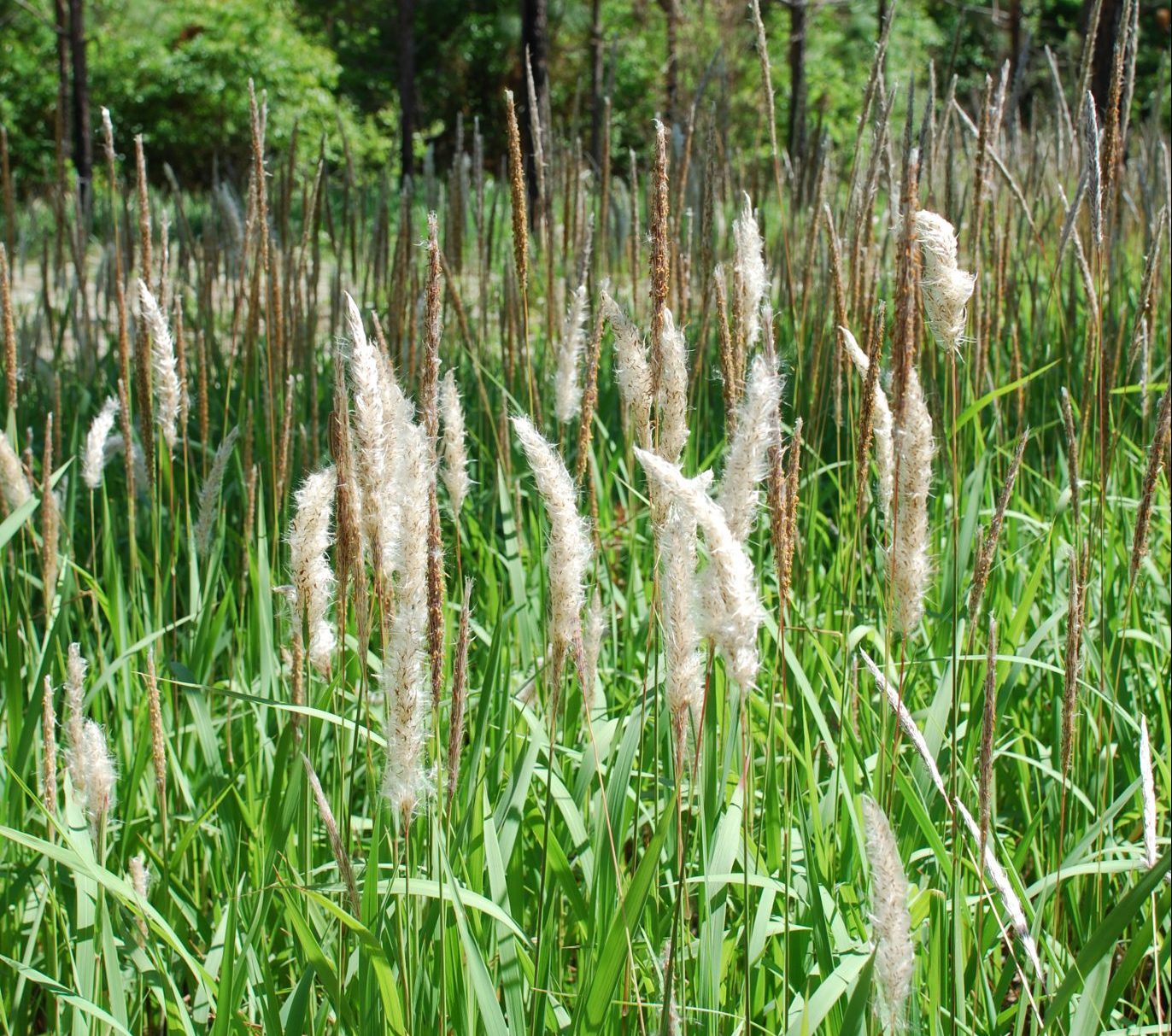 Stop Cogongrass Hitchhikers - Alabama Cooperative Extension System
