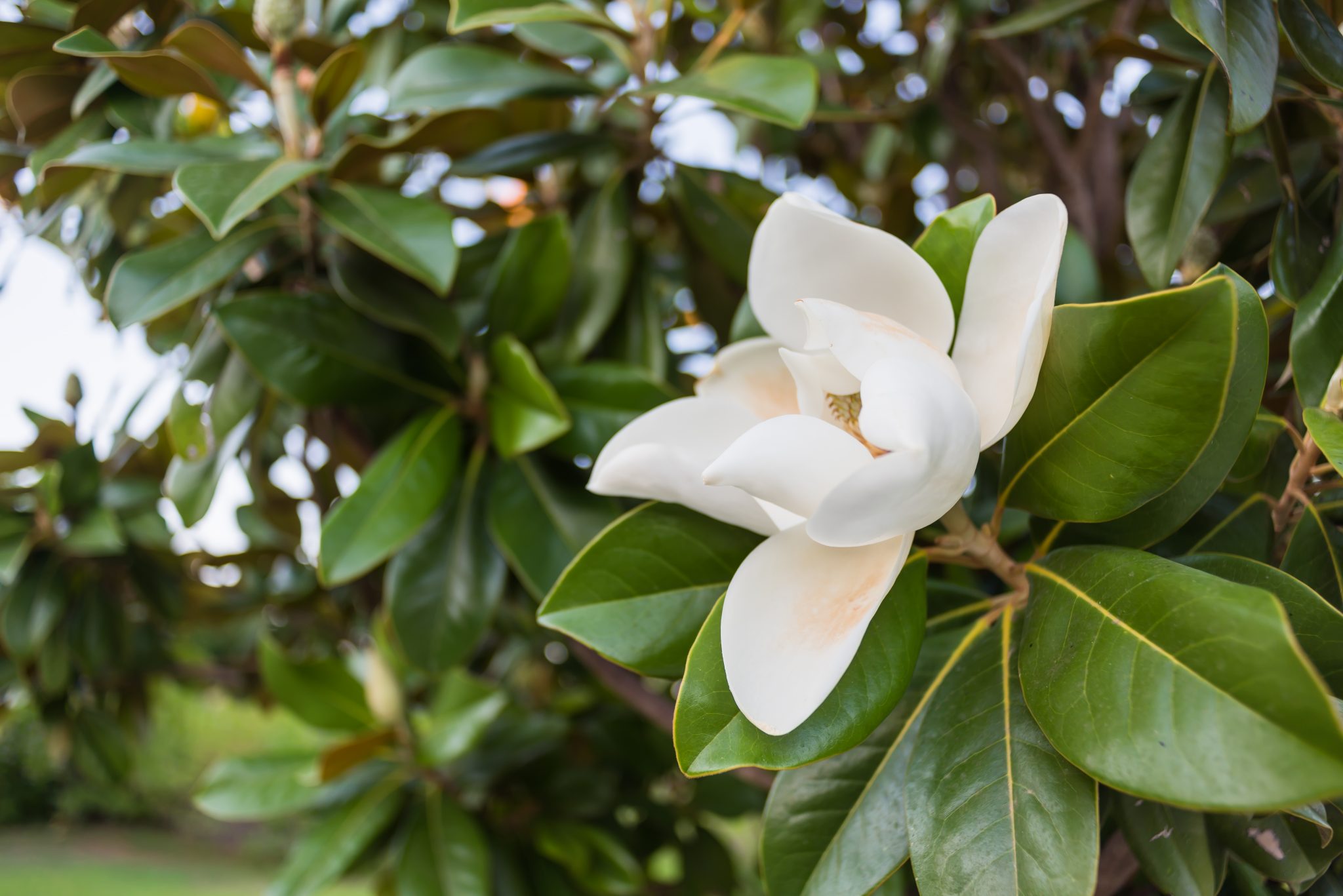 A Key to Common Native Trees of Alabama - Alabama Cooperative Extension ...