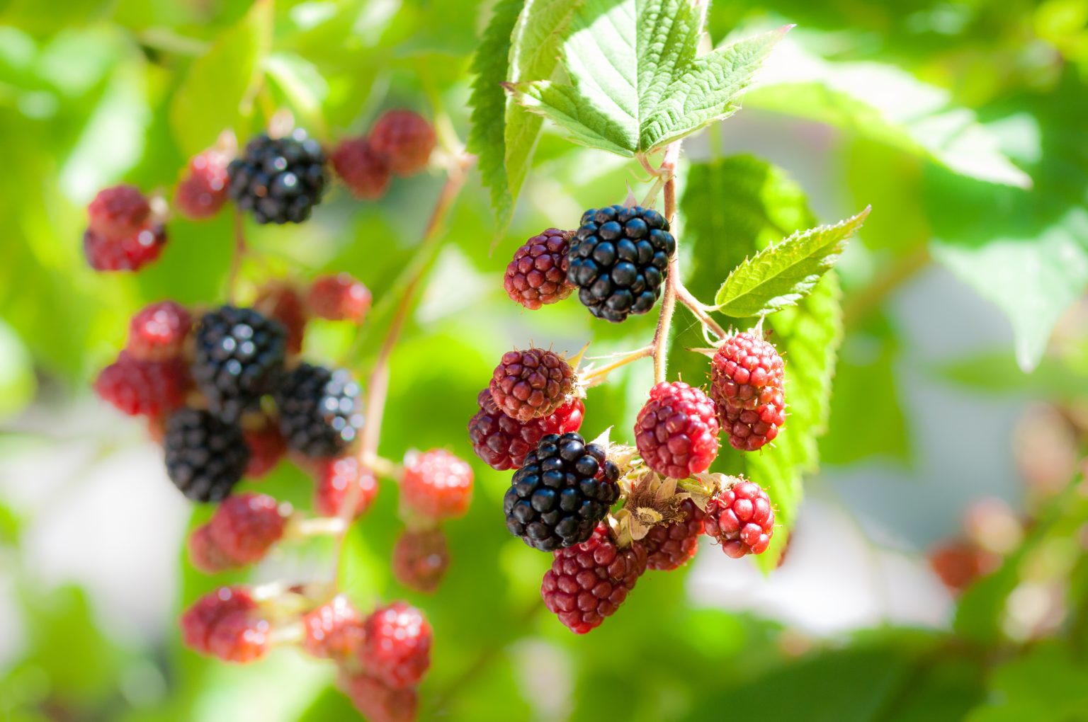 Home Orchards: Disease and Insect Control Recommendations - Alabama ...