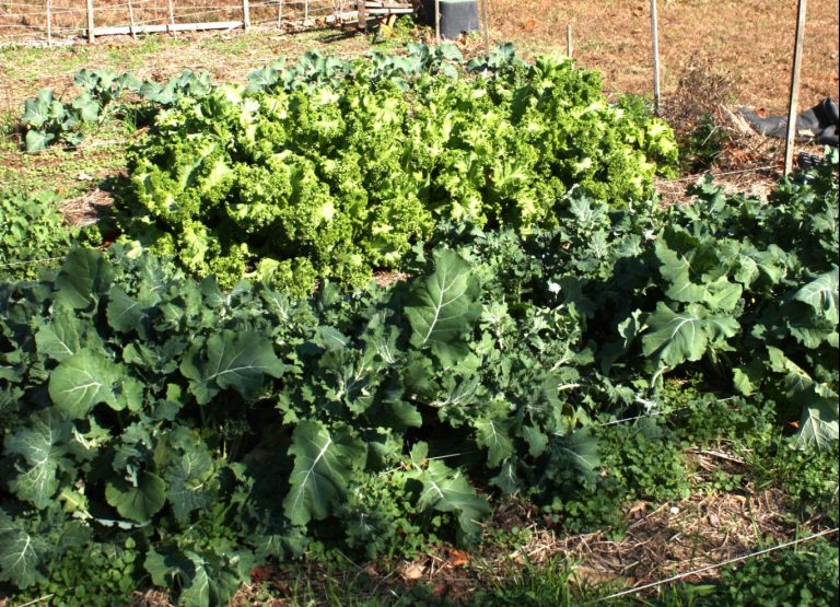 Basics of Fall Vegetable Gardening - Alabama Cooperative Extension System