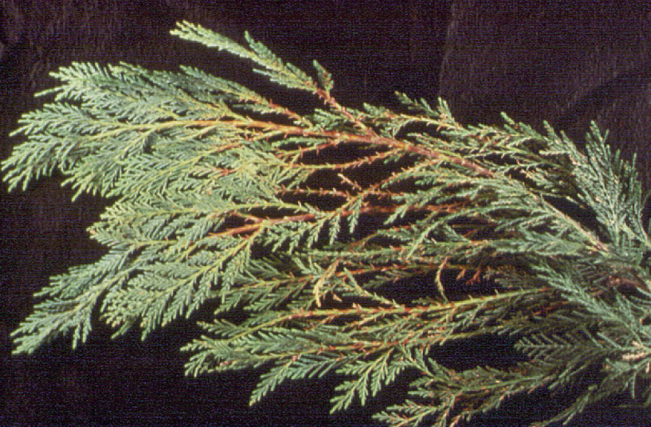 Canker and Dieback Diseases of Leyland Cypress - Alabama Cooperative ...