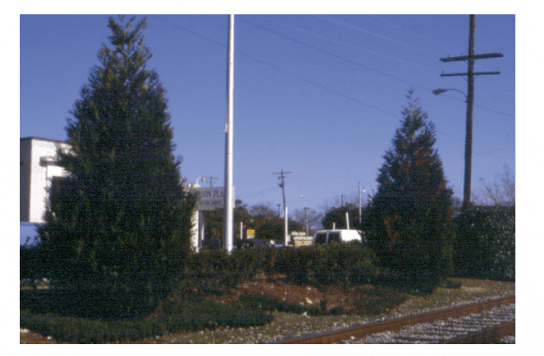 Canker and Dieback Diseases of Leyland Cypress - Alabama Cooperative ...