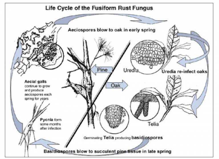 Managing Fusiform Rust on Loblolly and Slash Pine in Forest and ...