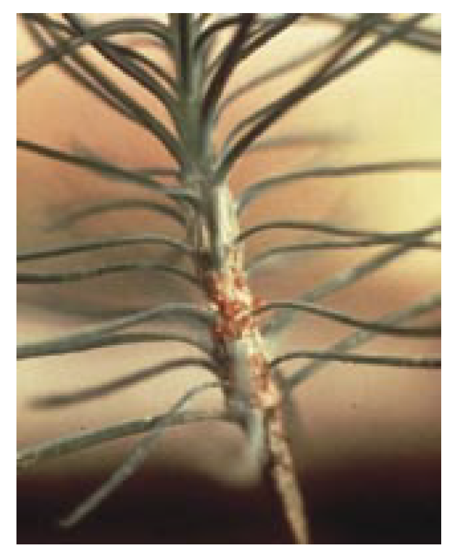 Managing Fusiform Rust on Loblolly and Slash Pine in Forest and ...